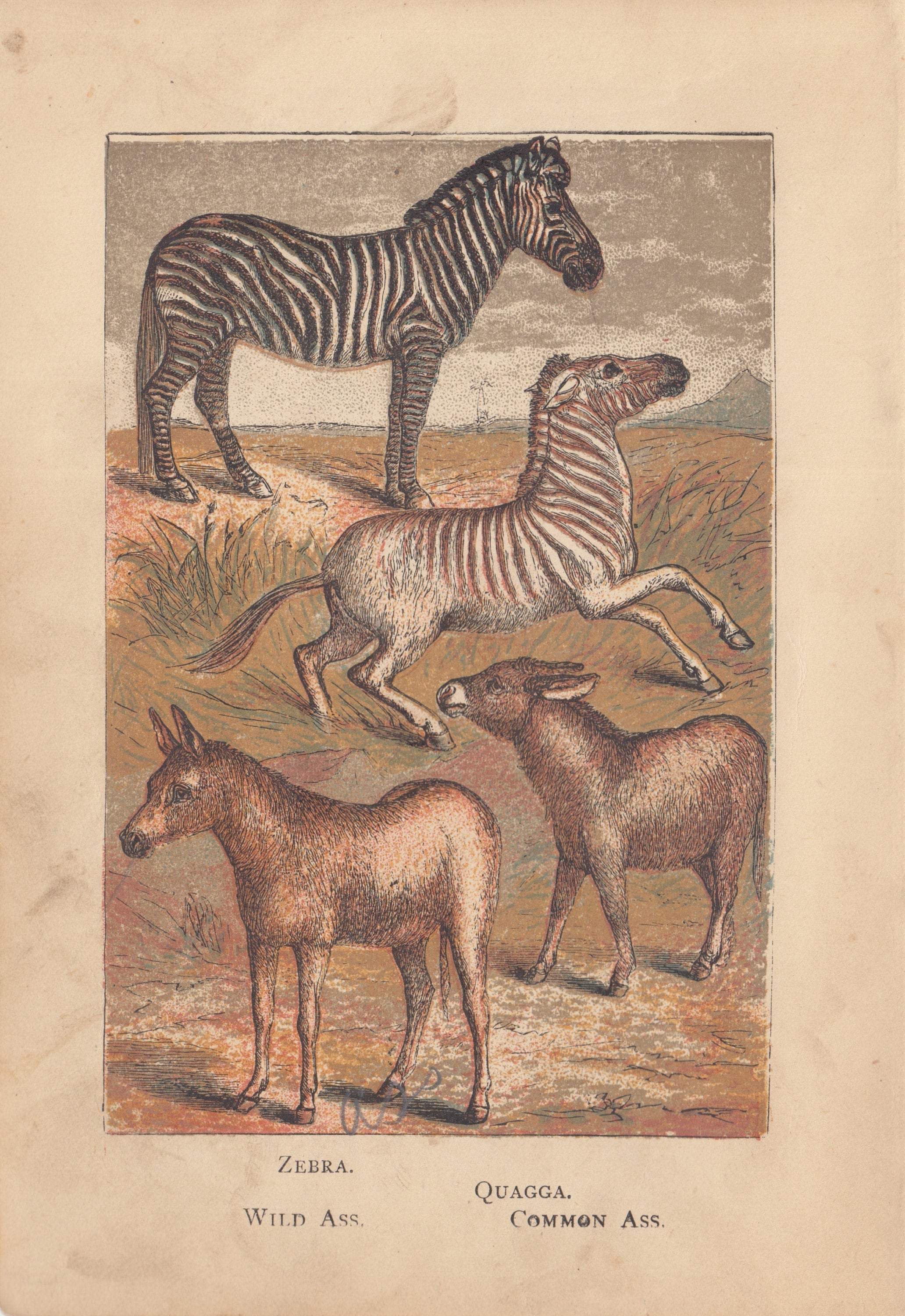 Quagga Animal