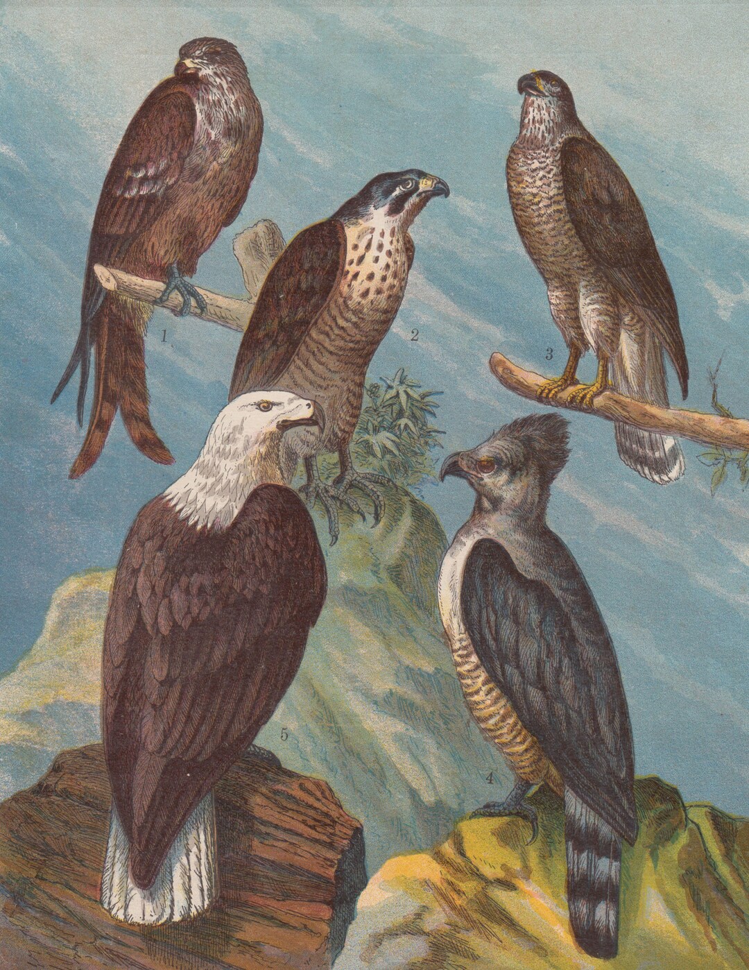 Bald Eagle Bird Hawk Bird Falcon Birds of Prey Wildlife Natural History ...