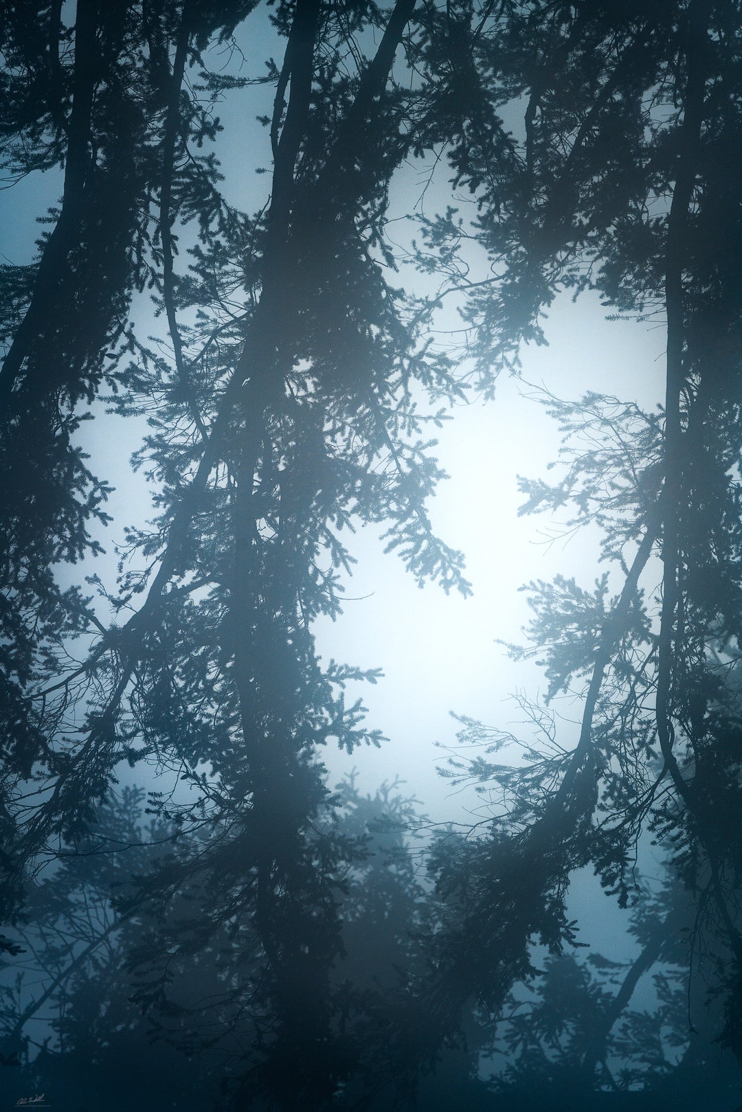 The Abyss II, Trees, Fog, Foggy, Wall Art, Washington, Mountains, Cold ...