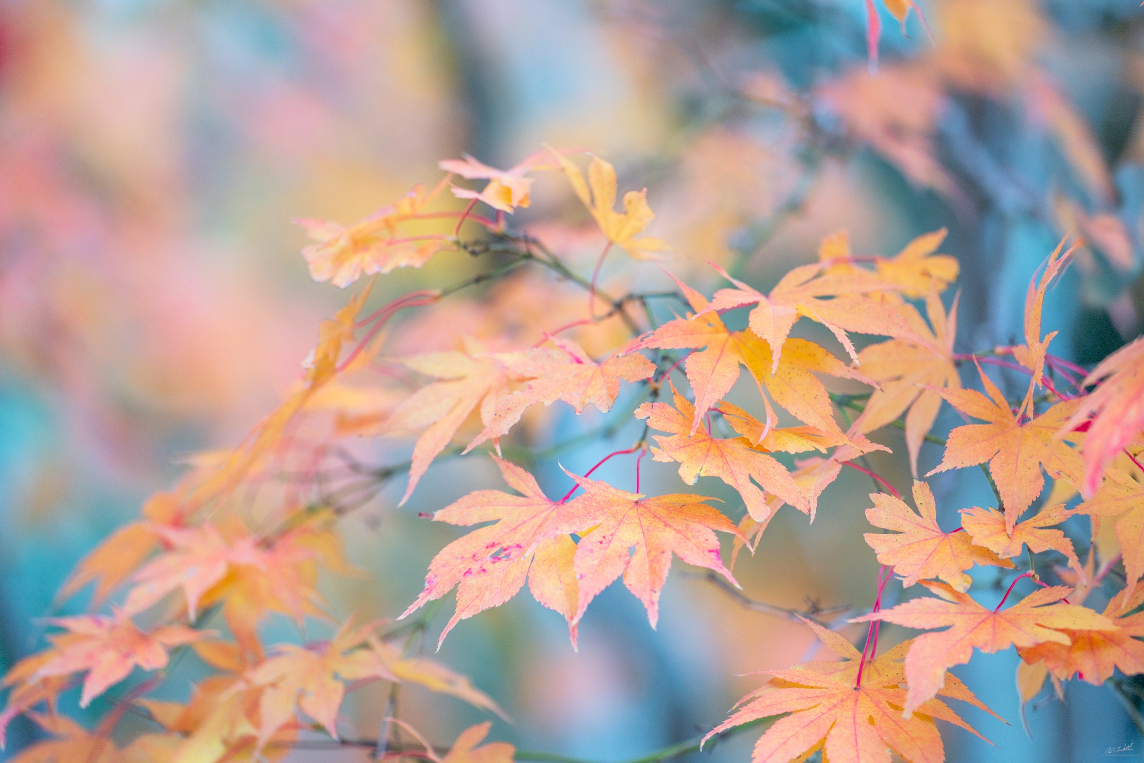 Calm, Fall Color, Autumn, Fall, Wall Art, Landscape, Photography, Photo ...