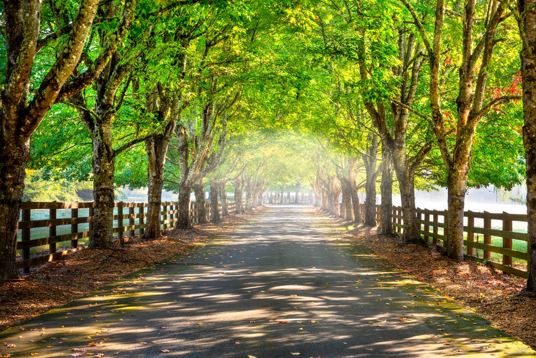 Morning Light, Fall Color, Autumn, Fall, Wall Art, Landscape ...