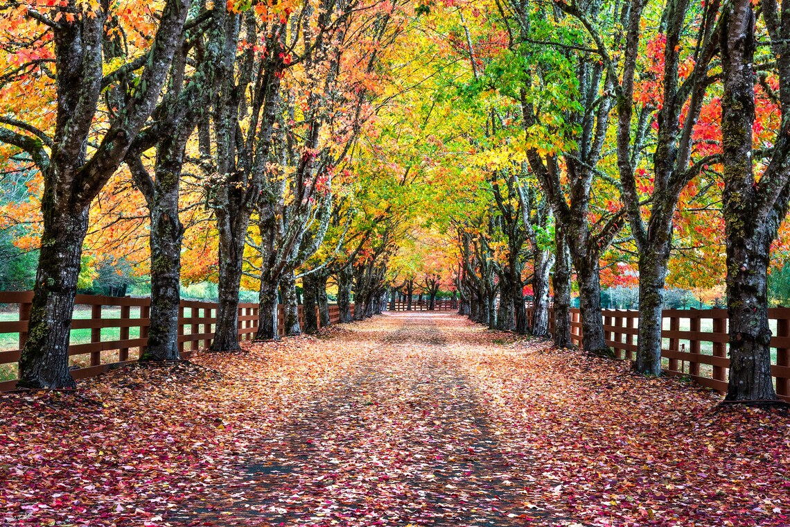Fall Bliss, Fall Color, Autumn, Fall, Wall Art, Landscape, Photography ...