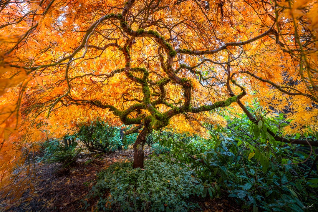 Autumn Flames, Fall Color, Japanese Maple, Fall, Wall Art, Landscape ...