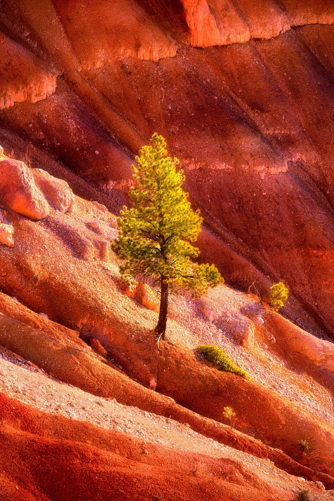 The One, Bryce Canyon, Bryce, Desert, Hoodoos, Hoodoo, Sunrise ...