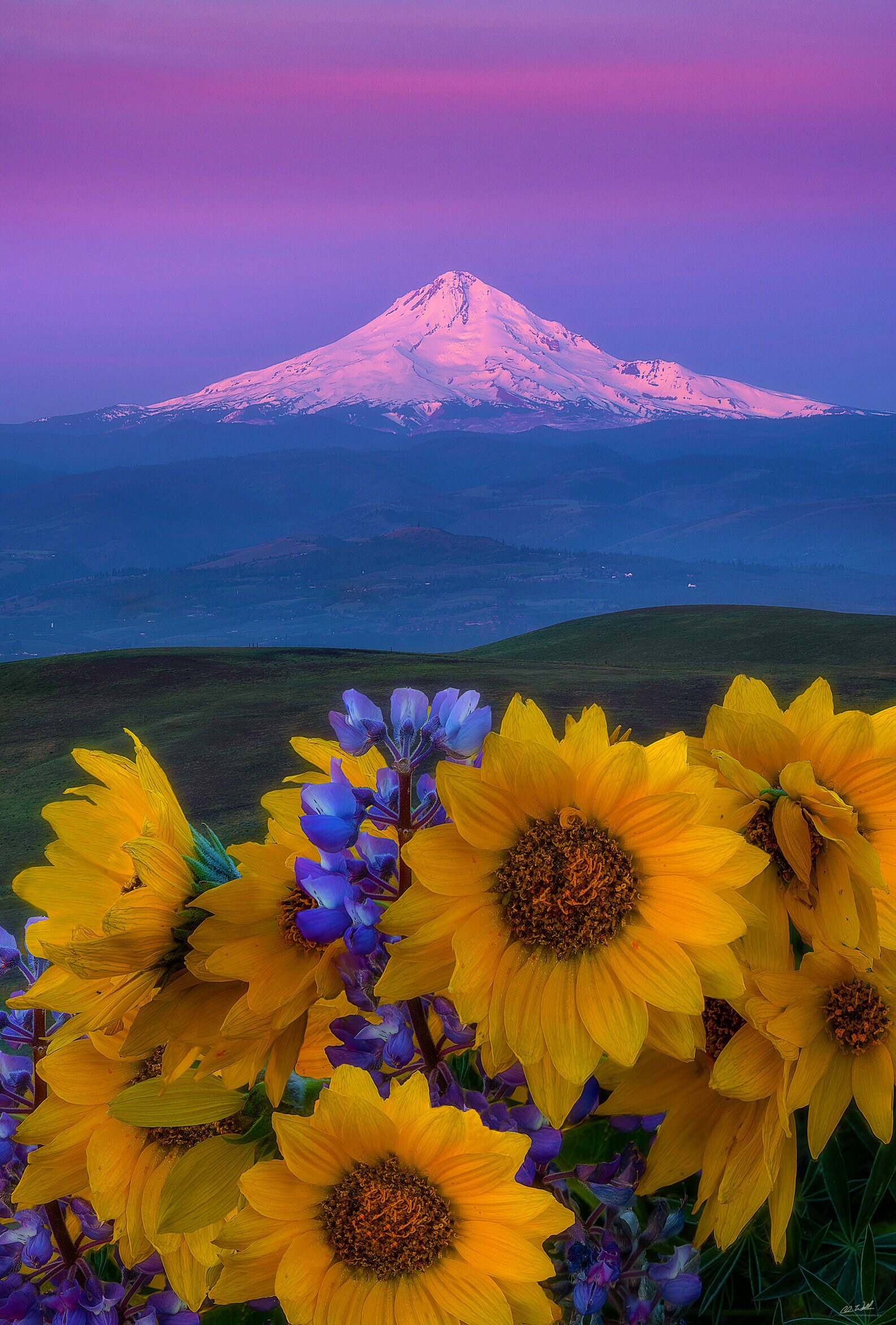 Majestic Meadows, Mount Hood, Mt. Hood, Hood, Flowers, Mountain ...