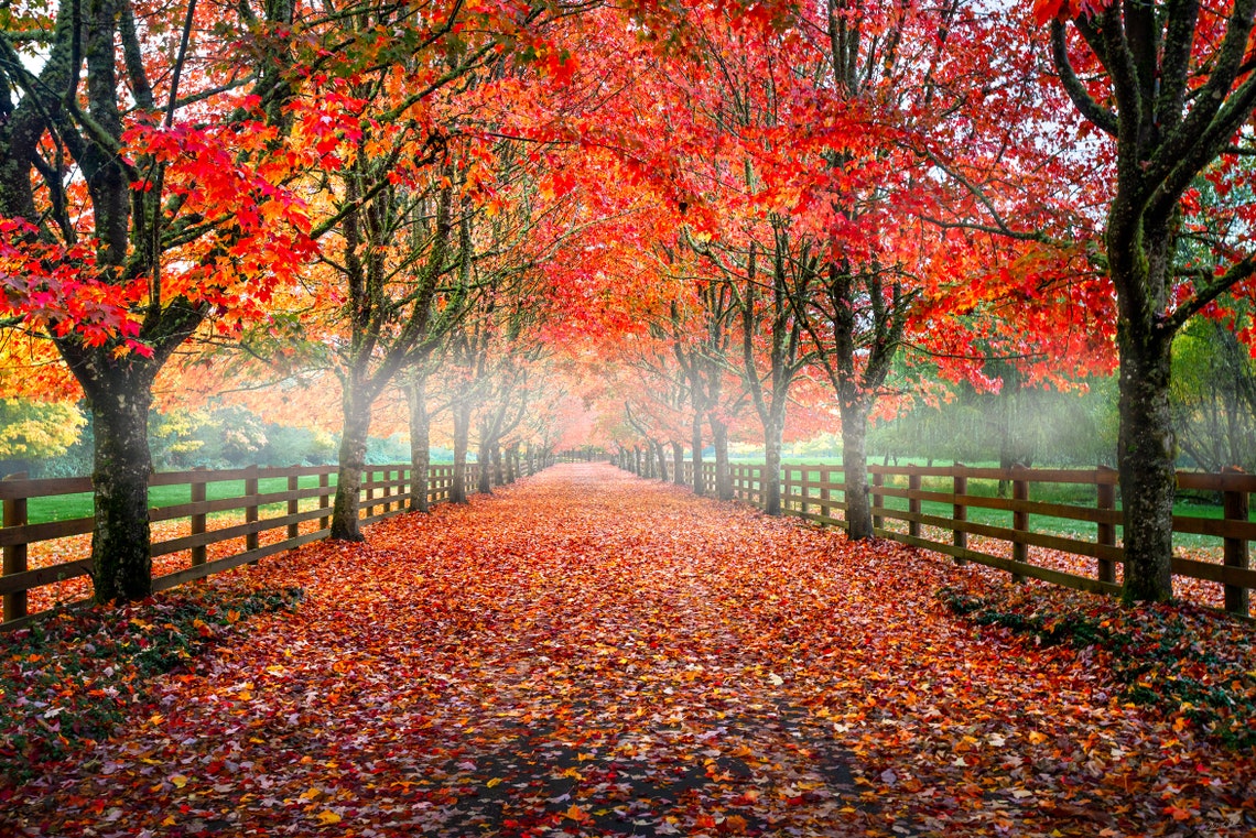 The Road, Fall Color, Autumn, Fall, Wall Art, Landscape, Photography ...
