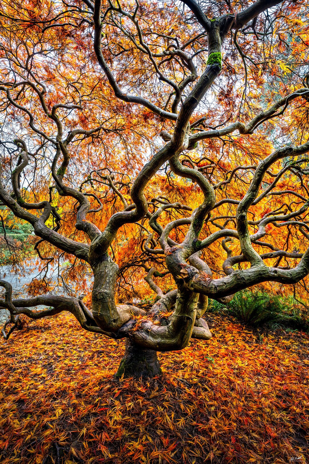 Autumn Twister, Fall Color, Japanese Maple, Fall, Wall Art, Landscape ...