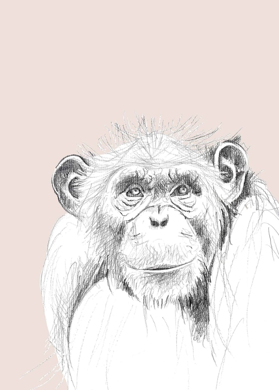 Monkey Illustration Kids Illustration Animals Illustration | Etsy