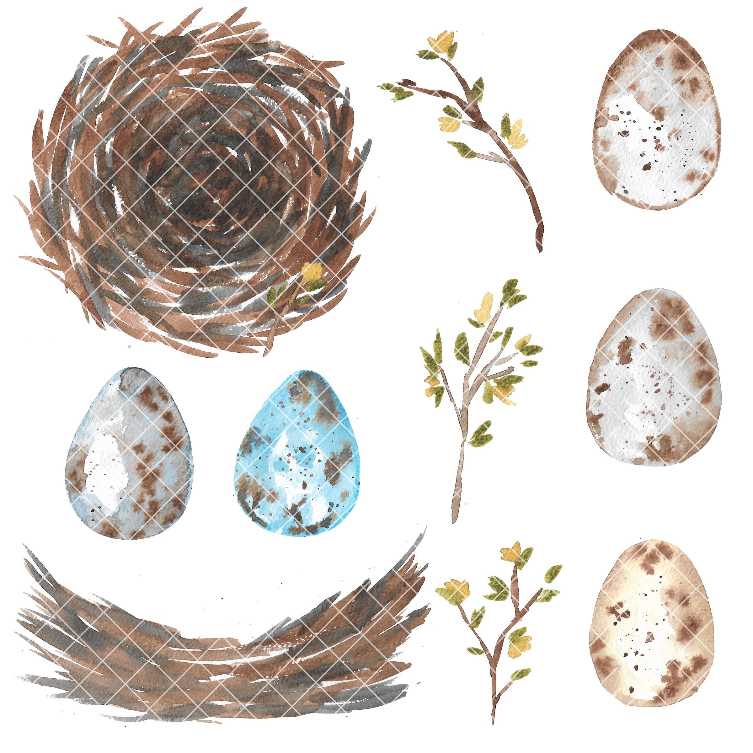 Bird Eggs Clip Art Animals Clipart PNG - Etsy Australia