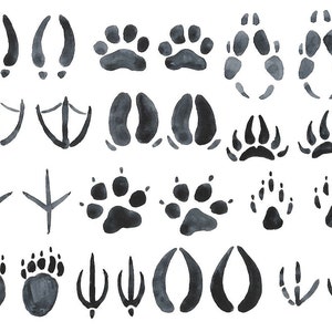 Animal Tracks Nature Clip Art Handpainted Watercolor Clip Art INSTANT ...