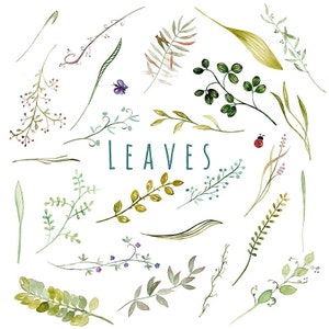 Handpainted Watercolor, Floral, Leaves, Leaf, Digital Clip Art, Cards ...