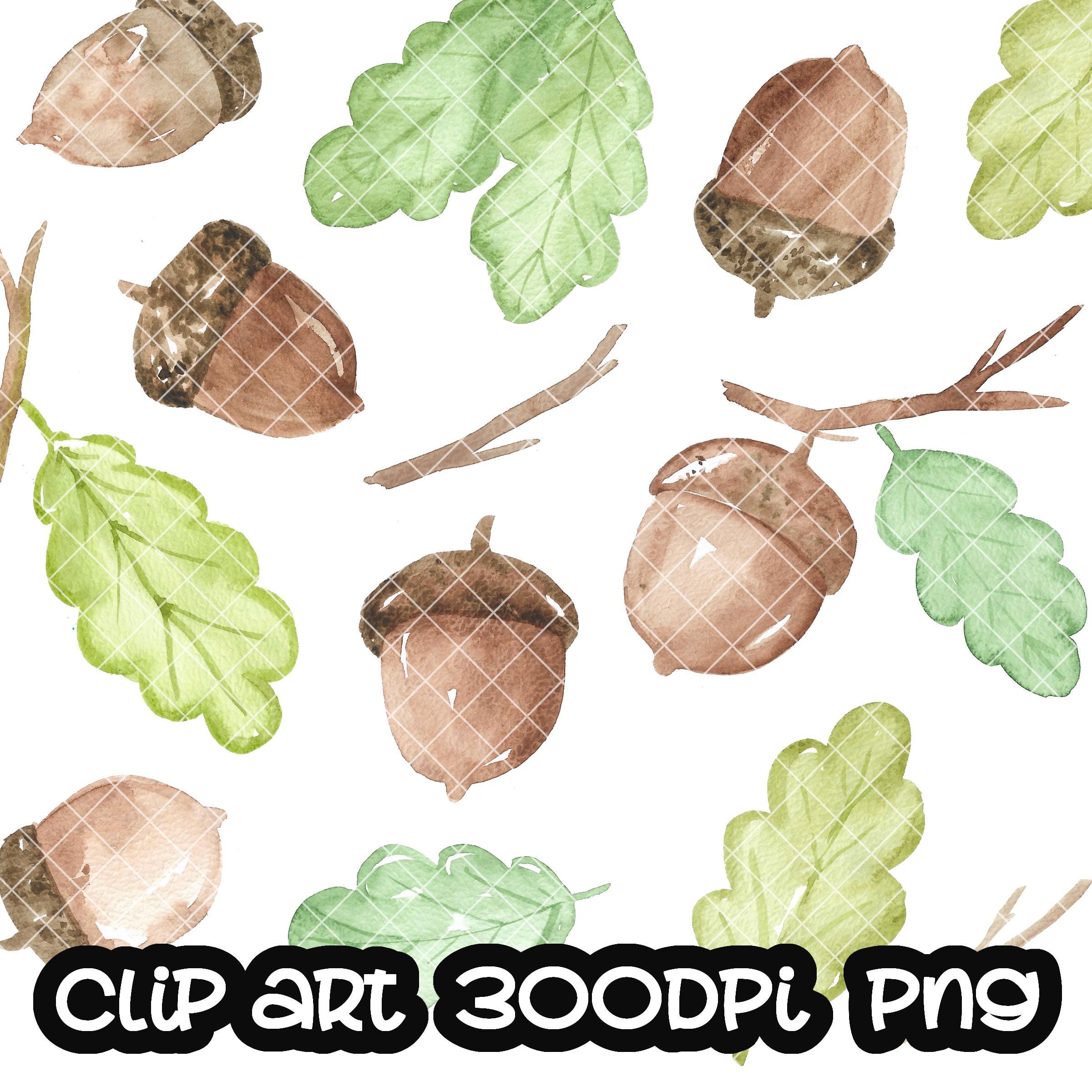 Acorn Clip Art Watercolor Clipart PNG - Etsy