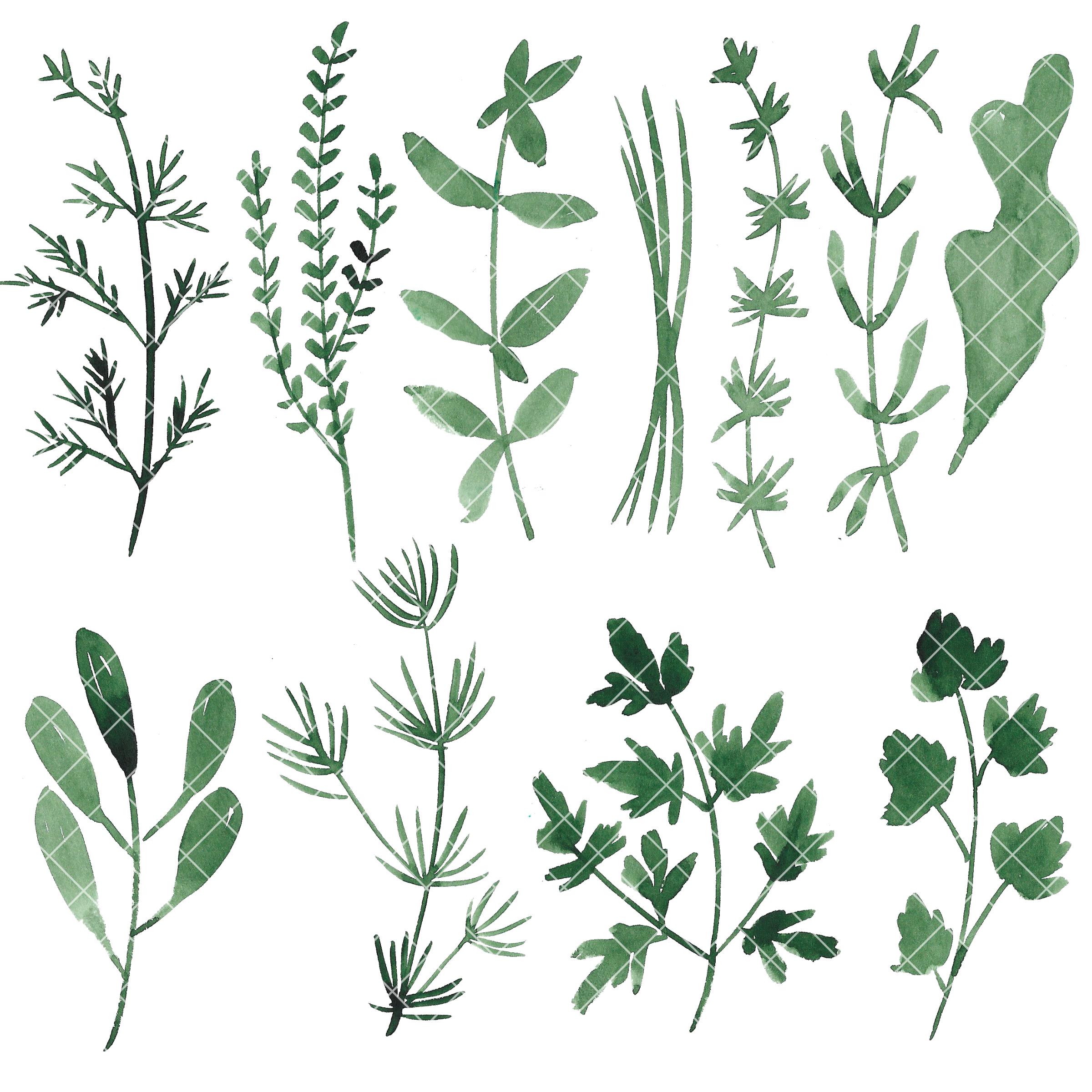 Herbs Clip Art Watercolor Clipart PNG - Etsy