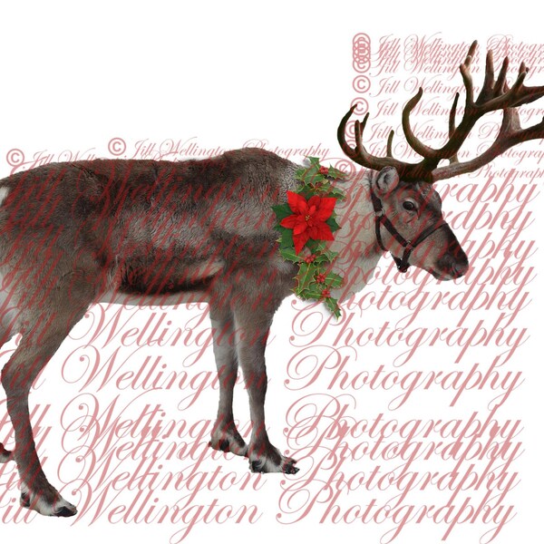 Reindeer Overlay - Etsy