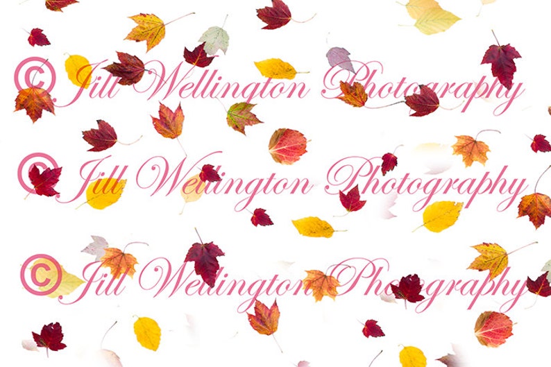 Hojas de otoño Overlay DIGITAL cayendo, png para fotógrafos, fotografía ...