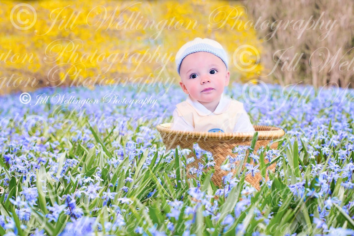 DIGITAL Spring Background, Backdrop, Spring Flowers, Baby Basket ...