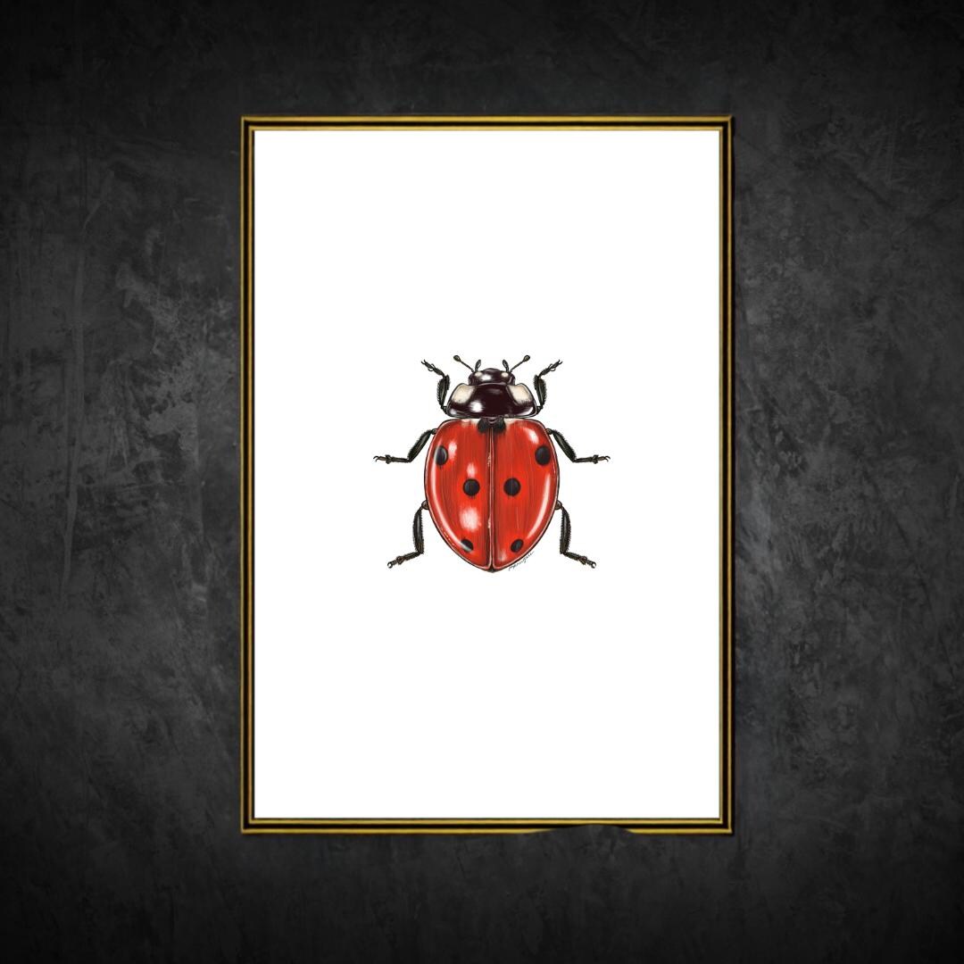 Illustrated A5 Ladybird Ladybug Beetle Entomology Scarab Bug ...