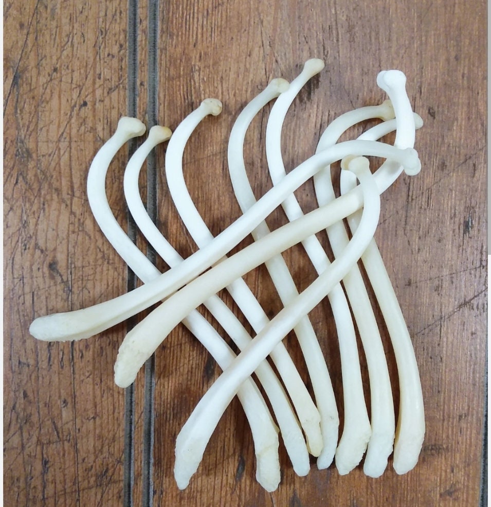 Raccoon Baculum Coon Penis Dick - Etsy