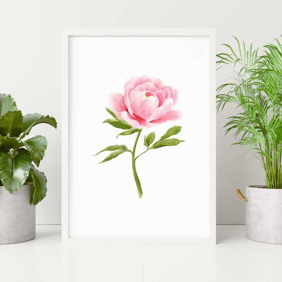 November Birth Flower: Peony Art Print | Etsy