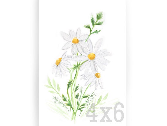 Chamomile Art Chamomile Art Print Medicinal Plant Prints | Etsy