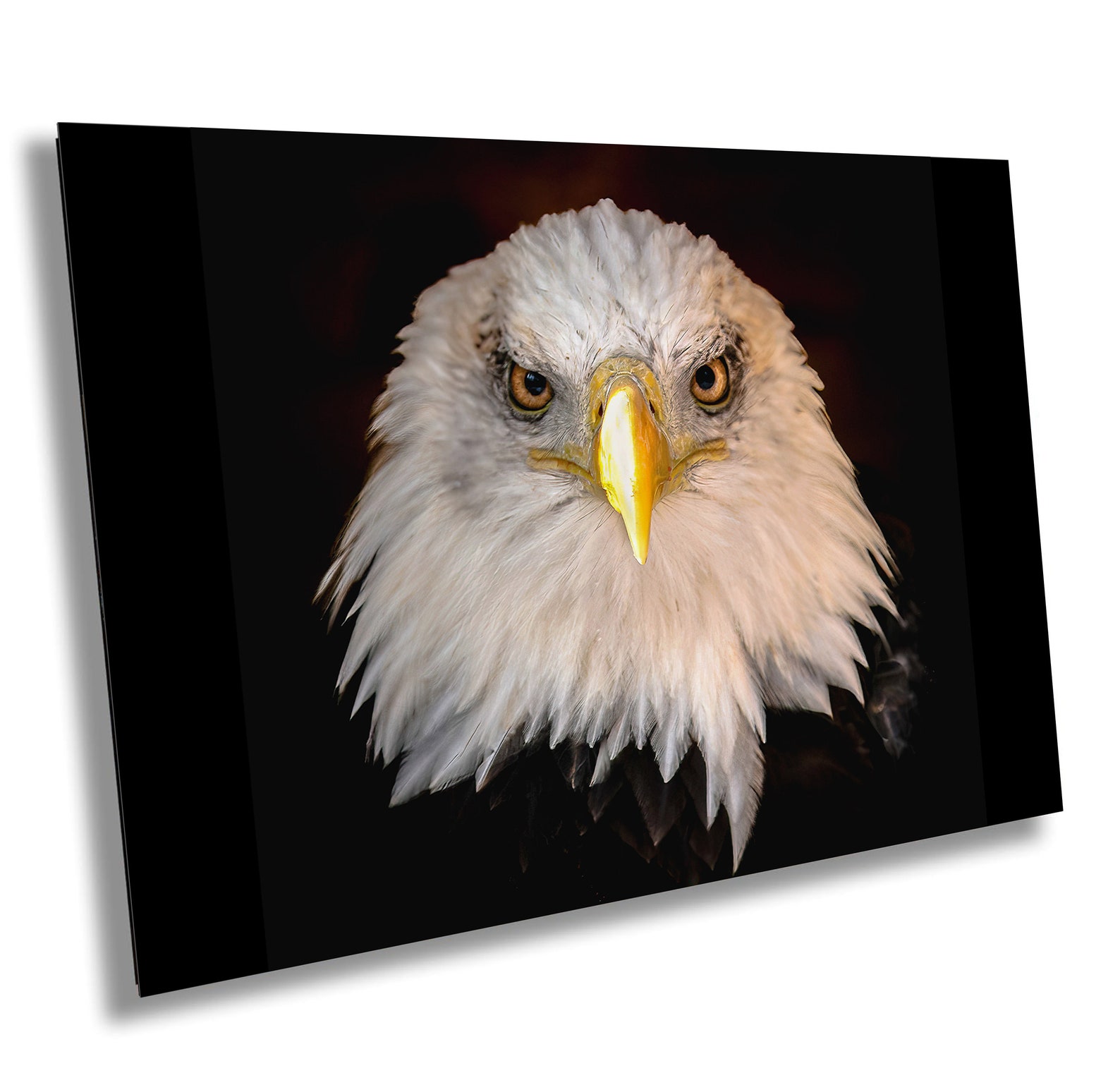 Bald Eagle Wall Art - Premium Paper, Canvas, Acrylic & Metal Prints ...