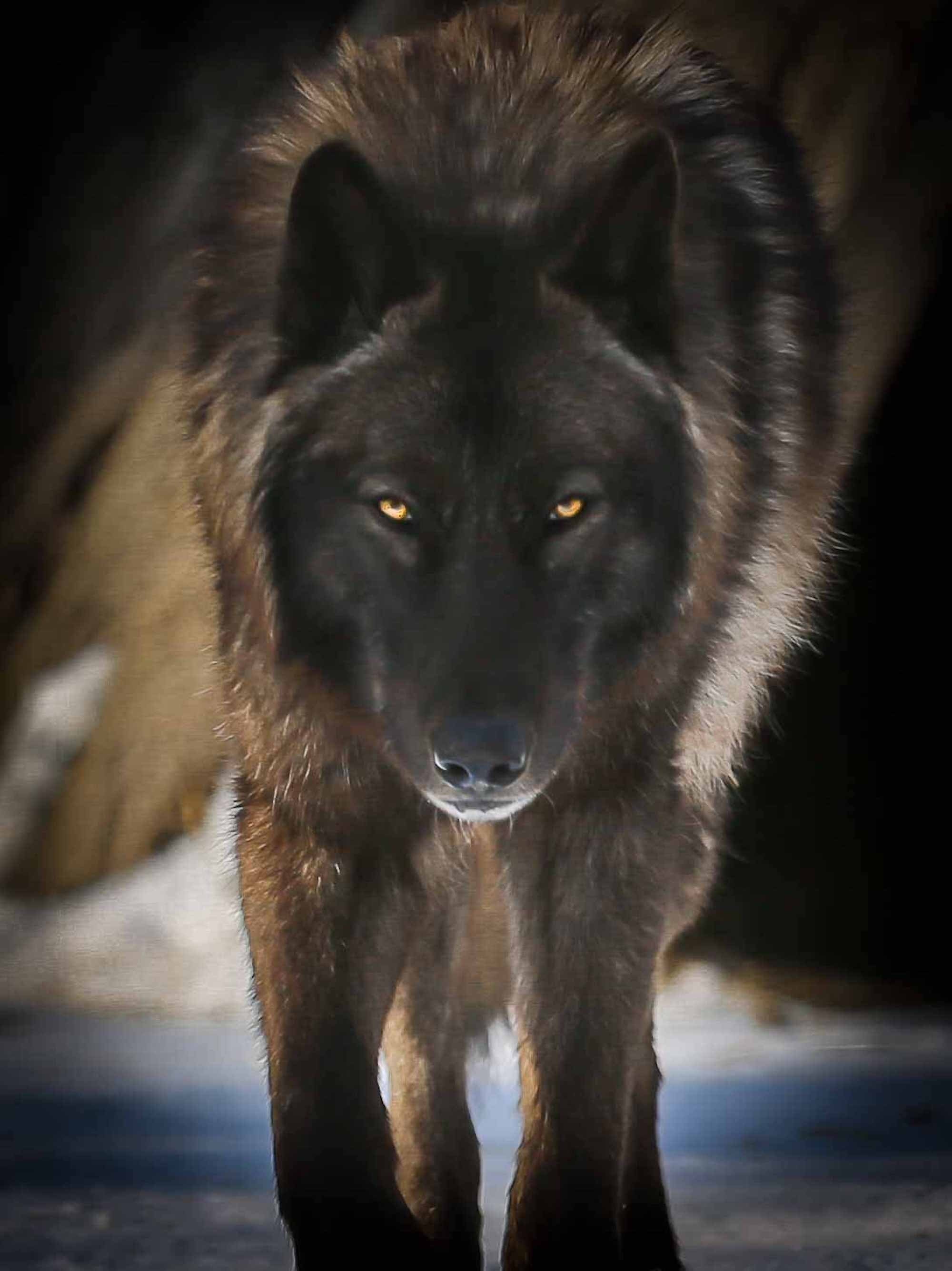 Black Wolf Print/canvas/metal/acrylic - Etsy