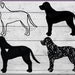 Grotere Zwitserse berg hond SVG, Swissy gesneden bestand, grotere ...