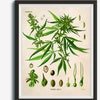 Cannabis Print Cannabis Illustration Botanical Print Marijuana Plant ...