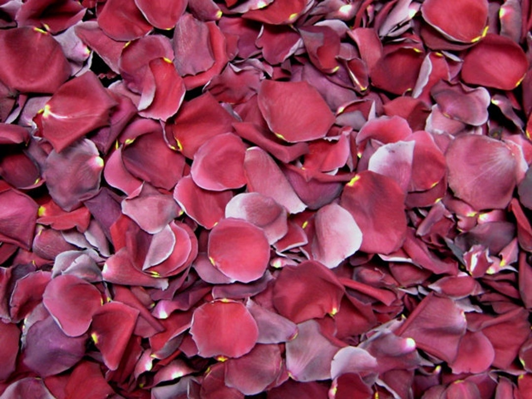 Freeze Dried Rose Petals Burgundy REAL Rose Petals - Etsy