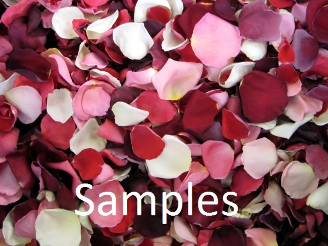 Freeze Dried Rose Petal Samples 2 Cups of REAL Rose Petals - Etsy