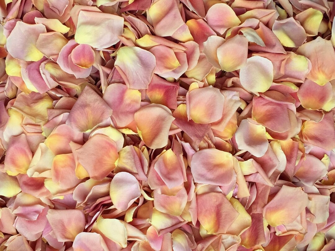 Freeze Dried Rose Petals, Peach, REAL Rose Petals, Perfectly Preserved ...