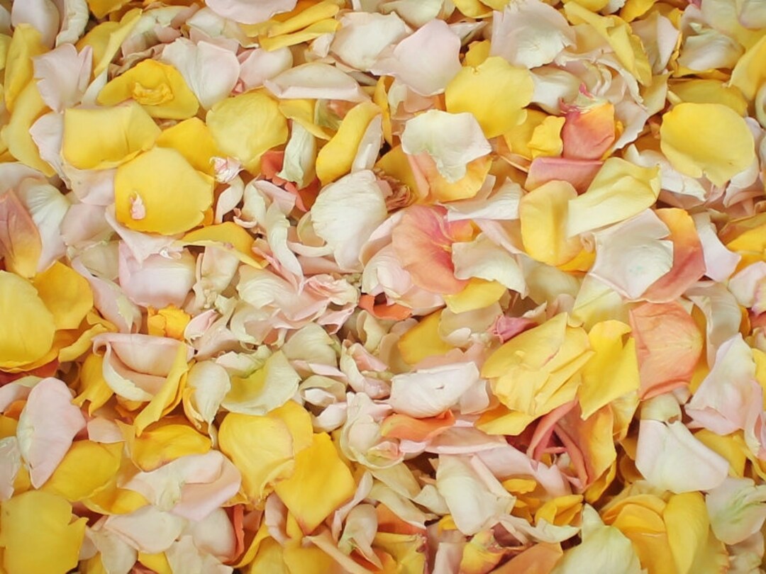 Rose Petals, Assorted Pale Shades, 64 Cups of REAL Freeze Dried Rose ...