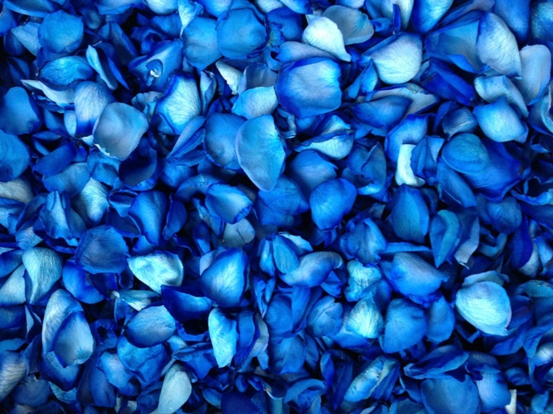 Freeze Dried Rose Petals Blue REAL Rose Petals Perfectly - Etsy