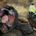 Watermelon Tourmaline Plugs Teardrop Tourmaline Plugs Drop Shaped Plugs ...