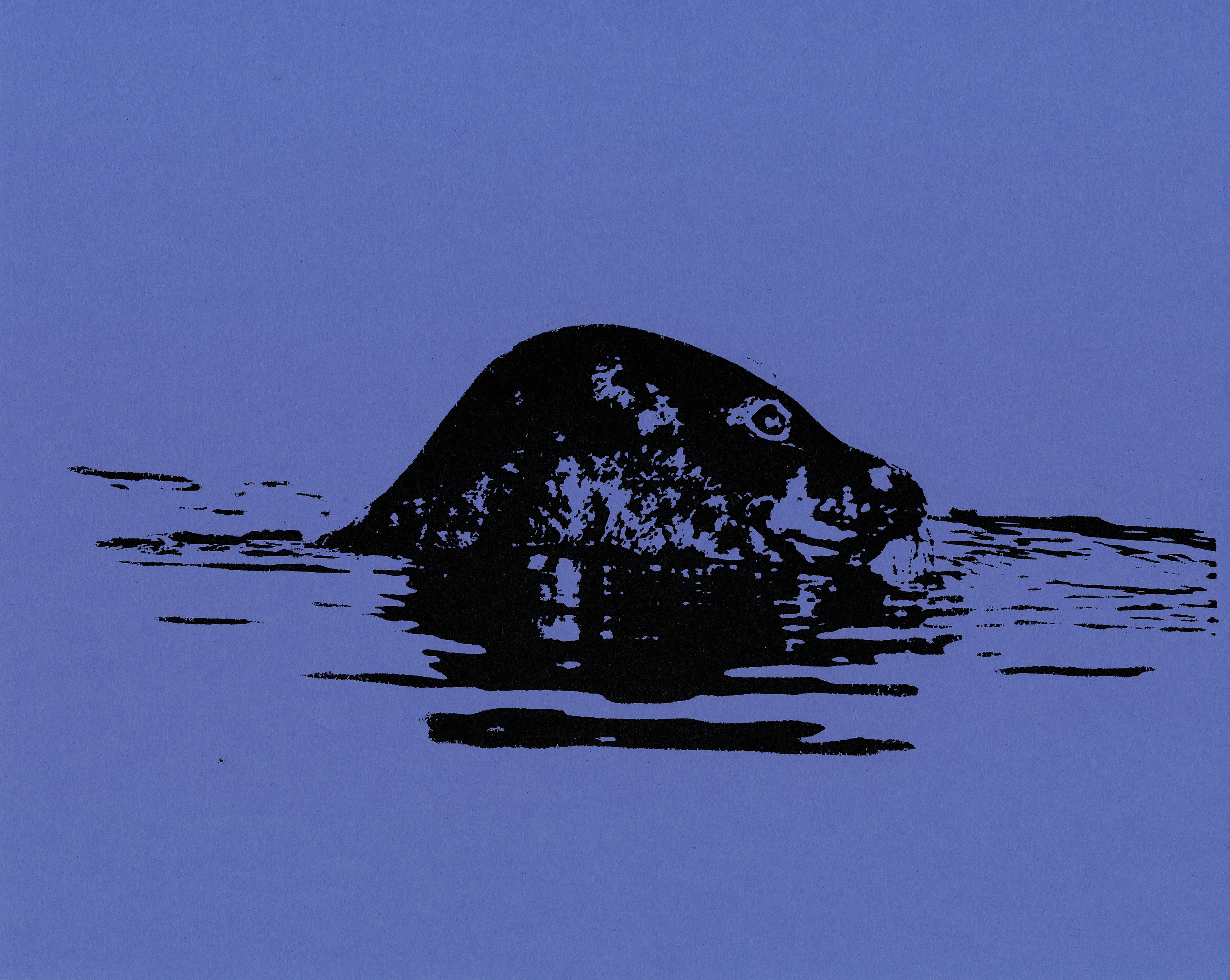 Hawaiian Monk Seal Art Wildlife Art Animal Art Screen Print - Etsy