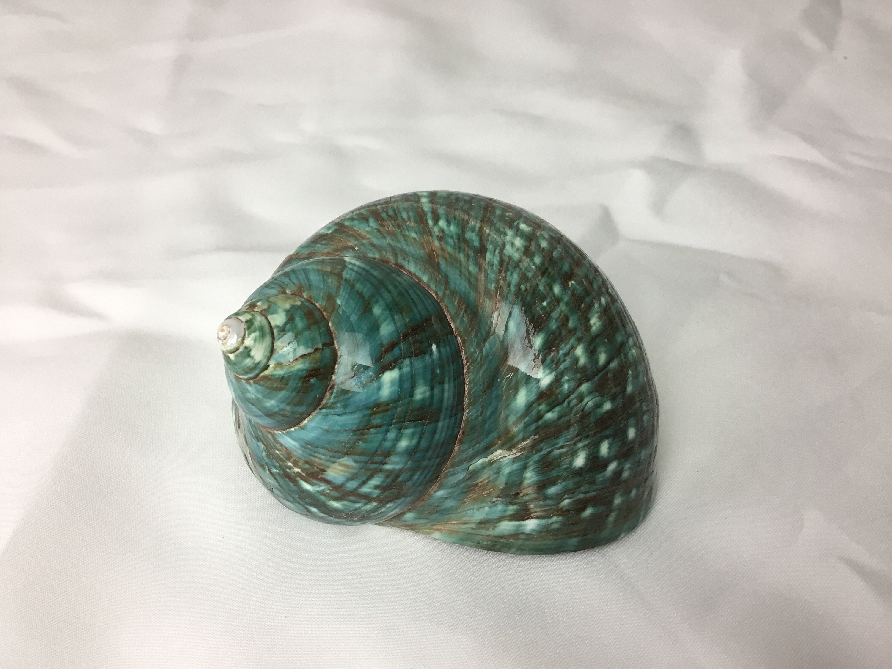 Polished Green Turbo Imperialis Sea Shell Wild Seashell Green | Etsy