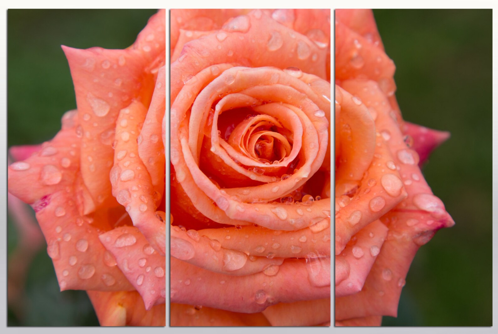 3 Panel Split Rose Flowers Canvas Print1.5 Deep Frames - Etsy