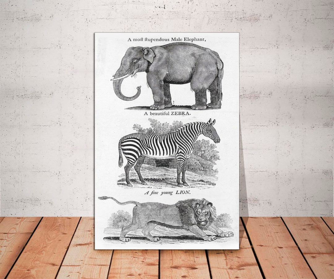Thomas Bewick Animal Canvas Print: Vintage Lion, Zebra, Elephant Art - Etsy