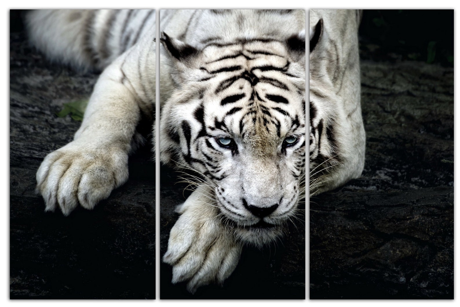 3 Panel Photo of a White Tiger Print on a Canvas. Stretched - Etsy