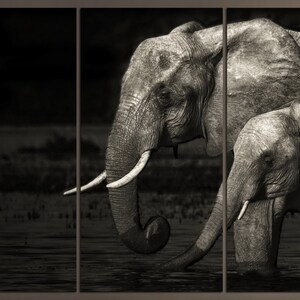 3 Panel Split Elephants Canvas Print. Black and White Drinking Water ...