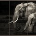 3 Panel Split Elephants Canvas Print. Black and White Drinking - Etsy
