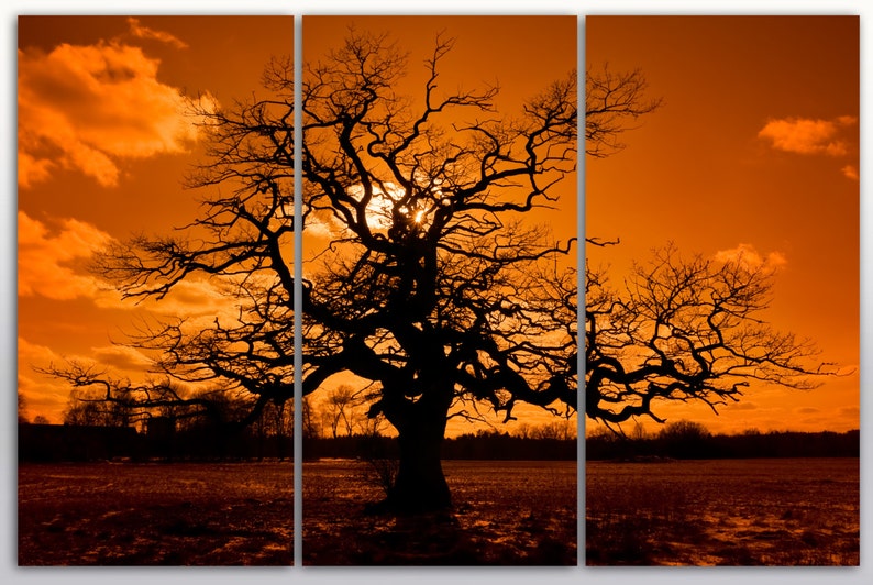 3 Panel Split Forest Canvas Print Beautiful Tree Middle of | Etsy