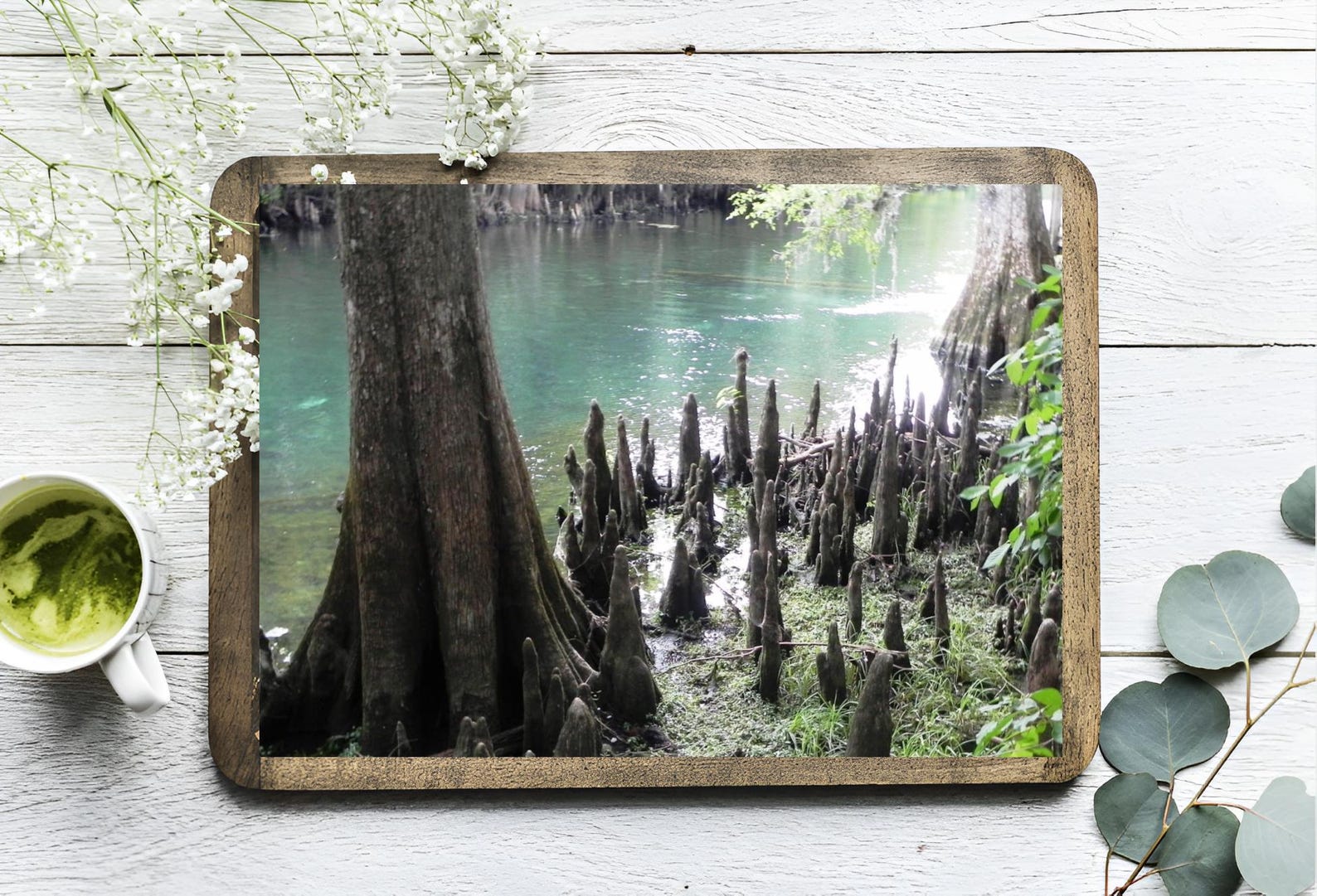 Closeout Sale - Cypress Tree Knees Landscape Print, Florida Manatee ...