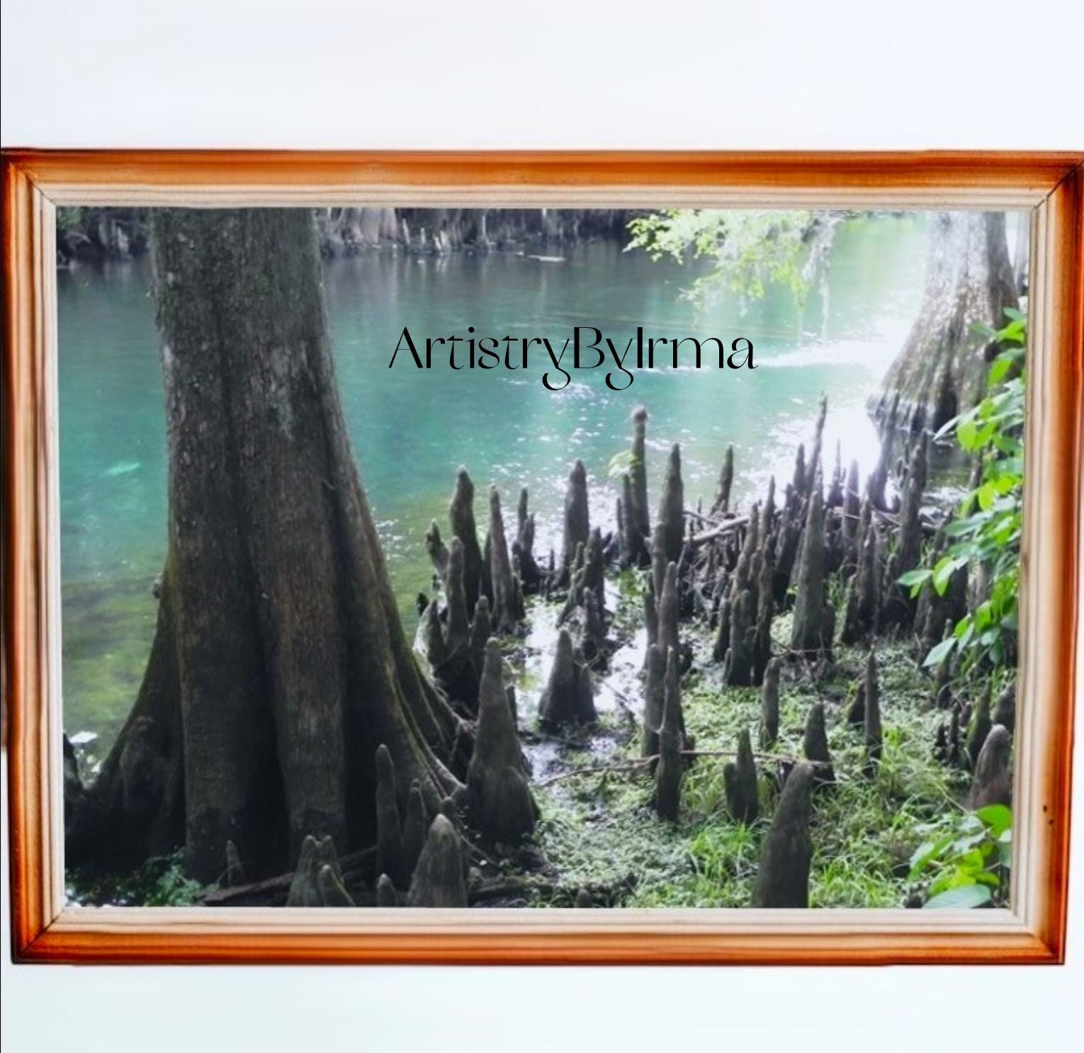 Cypress Tree Knees Landscape Print, Florida Springs Photo, Manatee ...