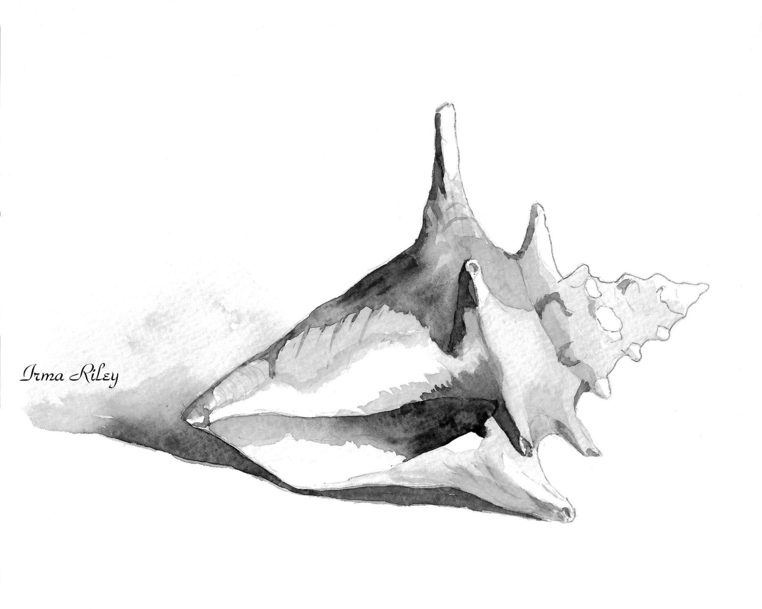 Broken Conch Shell Drawing