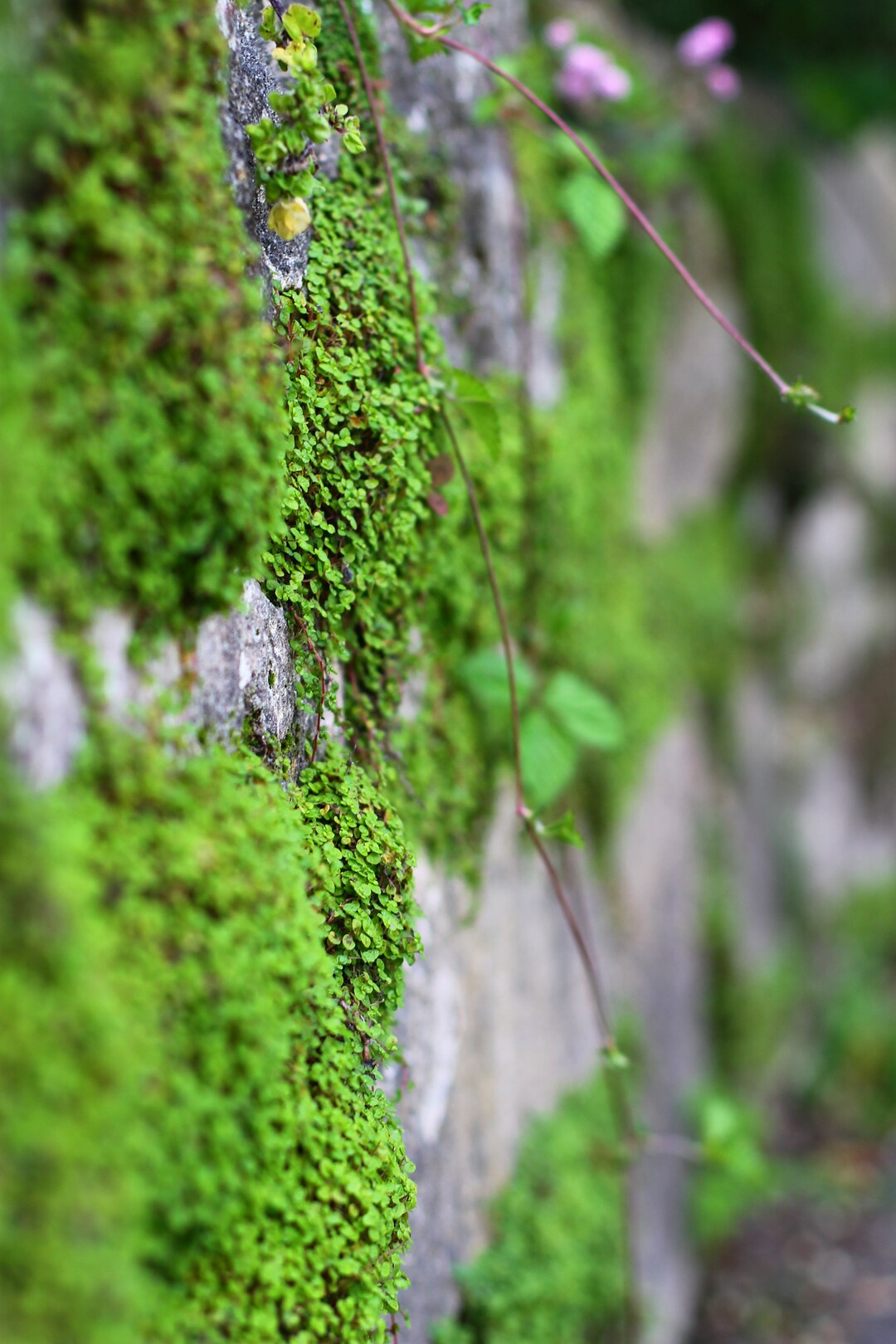 Photograph of a Mossy Wall, Wall Art Print, San Francisco Landscape ...