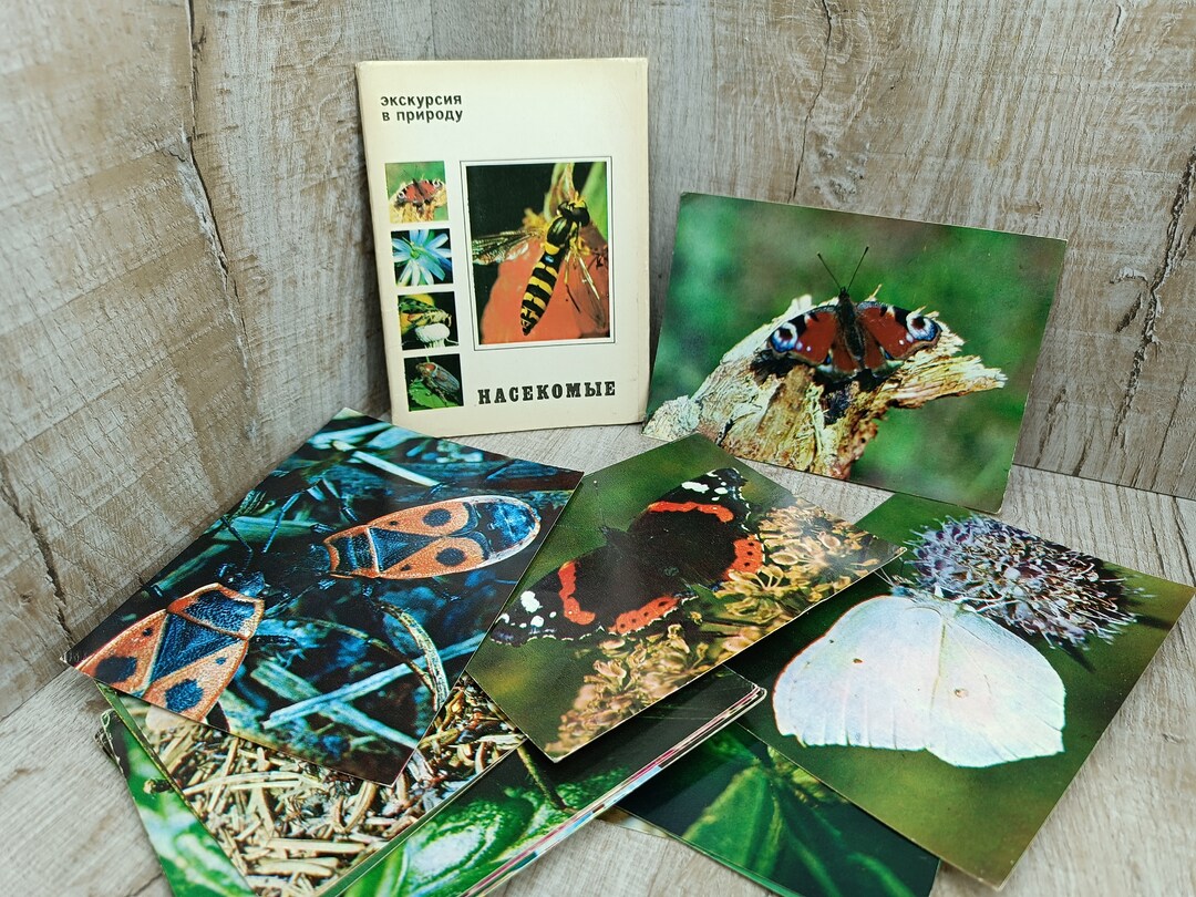 Insects Cards Beetle Butterfly Ant Dragonfly Spider Insects Pictures of ...