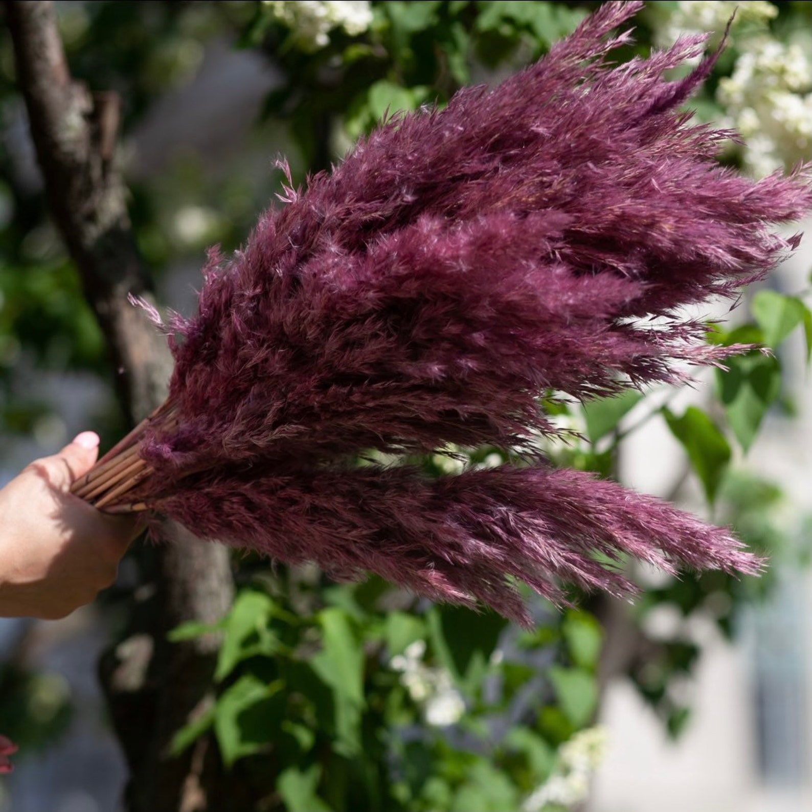 Purple Pampas Grass Decor Trockenblumen Everlasting Flowers - Etsy