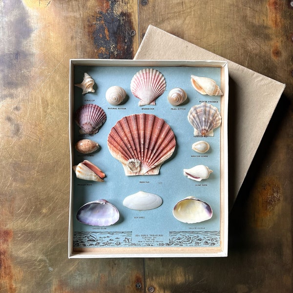Seashell Collection - Etsy