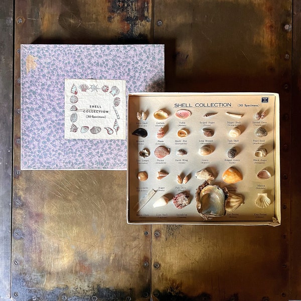 Seashell Collection - Etsy